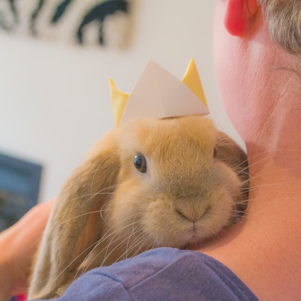 Discovering Delight: The Charming World of Holland Lop Rabbits - Vip ...